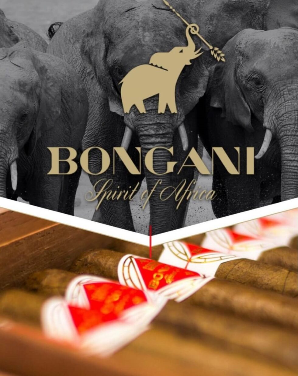 The Bongani Cigar in Kenya: The First African Cigar | Brick Cigars Kenya
